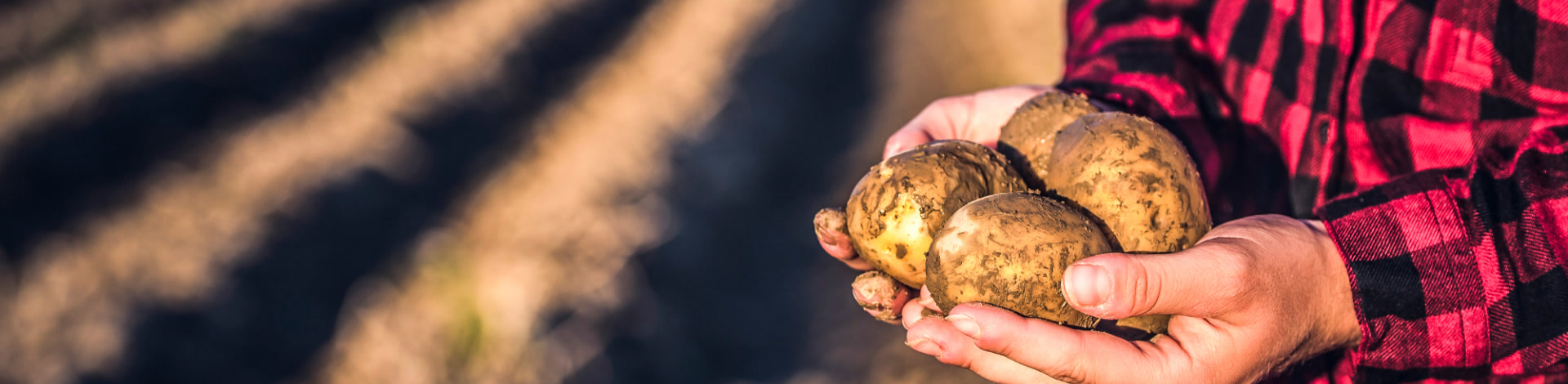 Controlled Release Fertilizers Impact on Sustainability | ICL