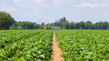 Agrolution® - High Quality Water Soluble Fertilizers | ICL