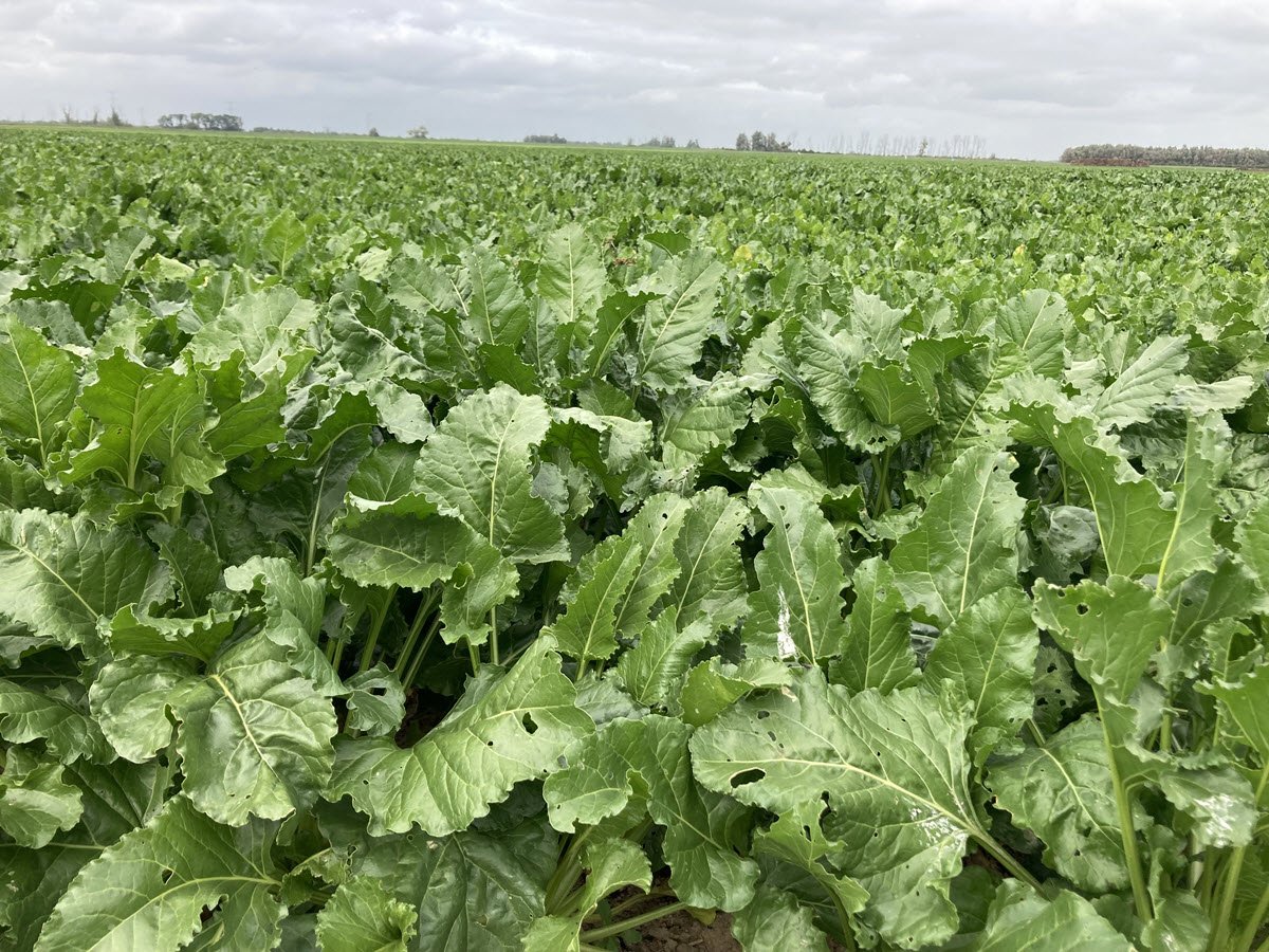 Why is MKP widely used for foliar applications all over the world? | ICL