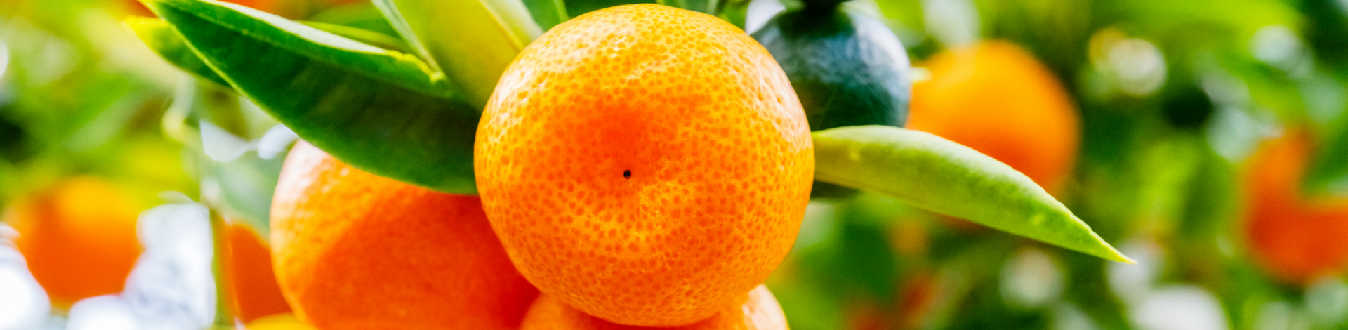 The Road to High-Yielding and Sustainable Citrus Production | ICL