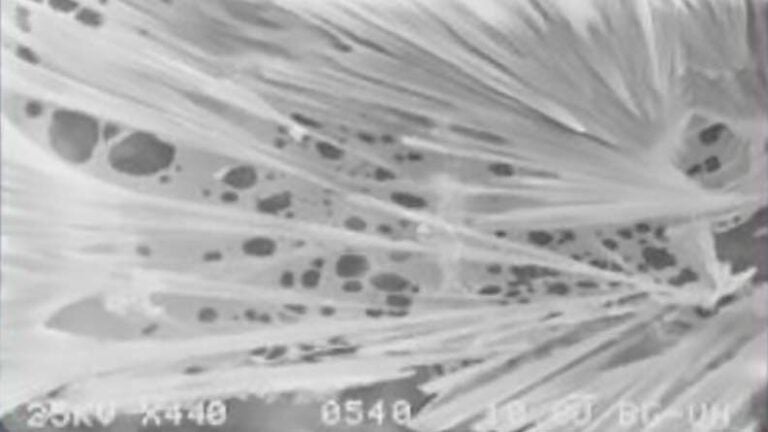 What are Surfactants in Agriculture? All Products and Resources | ICL