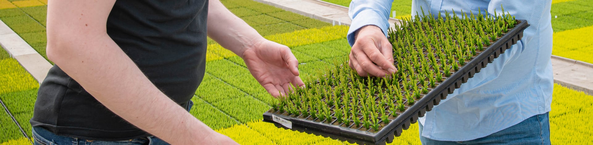 How to grow resilient plants in 7 steps | ICL