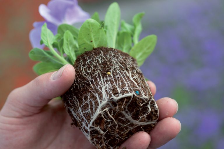 How to grow resilient plants in 7 steps | ICL