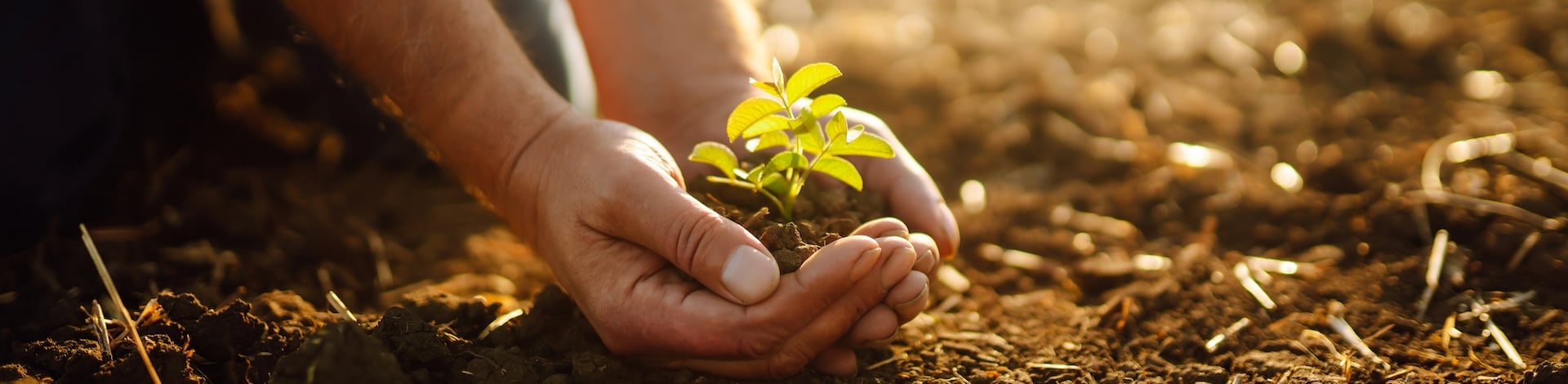 Detecting and Correcting Nutrient Deficiencies in Crops: A ...