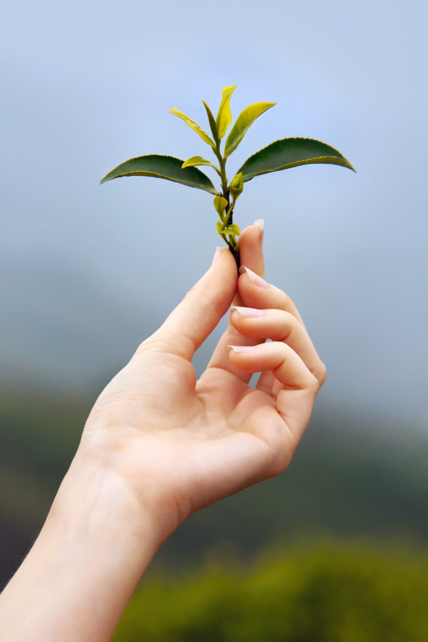 Detecting and Correcting Nutrient Deficiencies in Crops: A ...