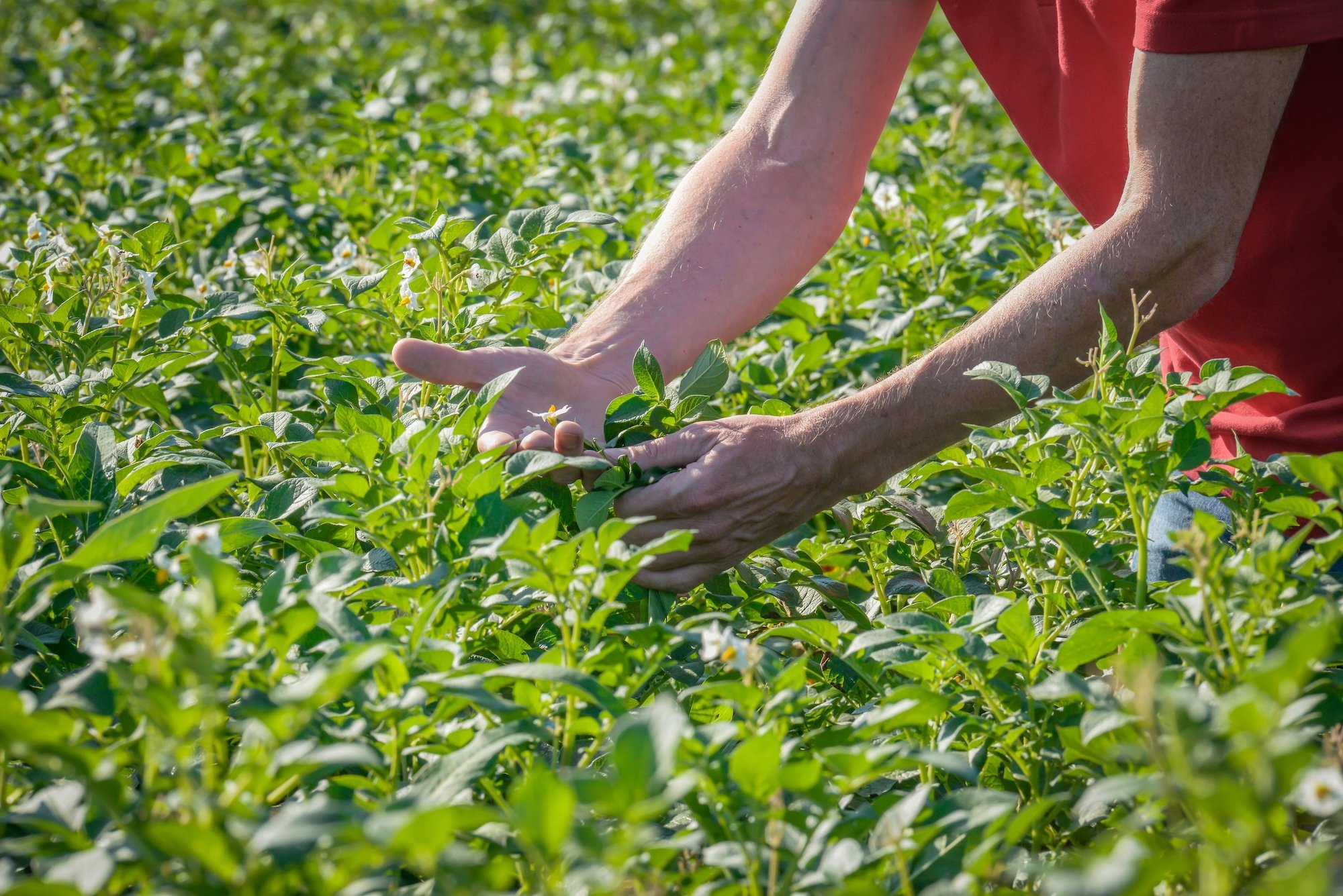 Detecting and Correcting Nutrient Deficiencies in Crops: A ...