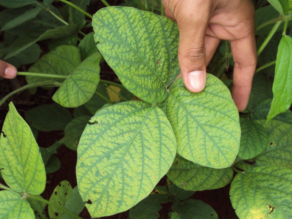 Detecting and Correcting Nutrient Deficiencies in Crops: A ...