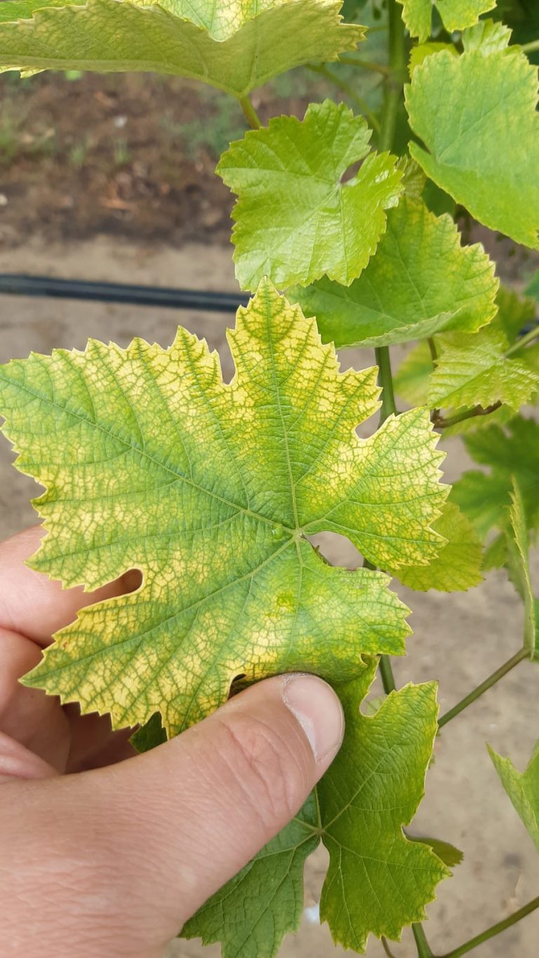 Need Iron Fertilizers for Green Leaves? | ICL