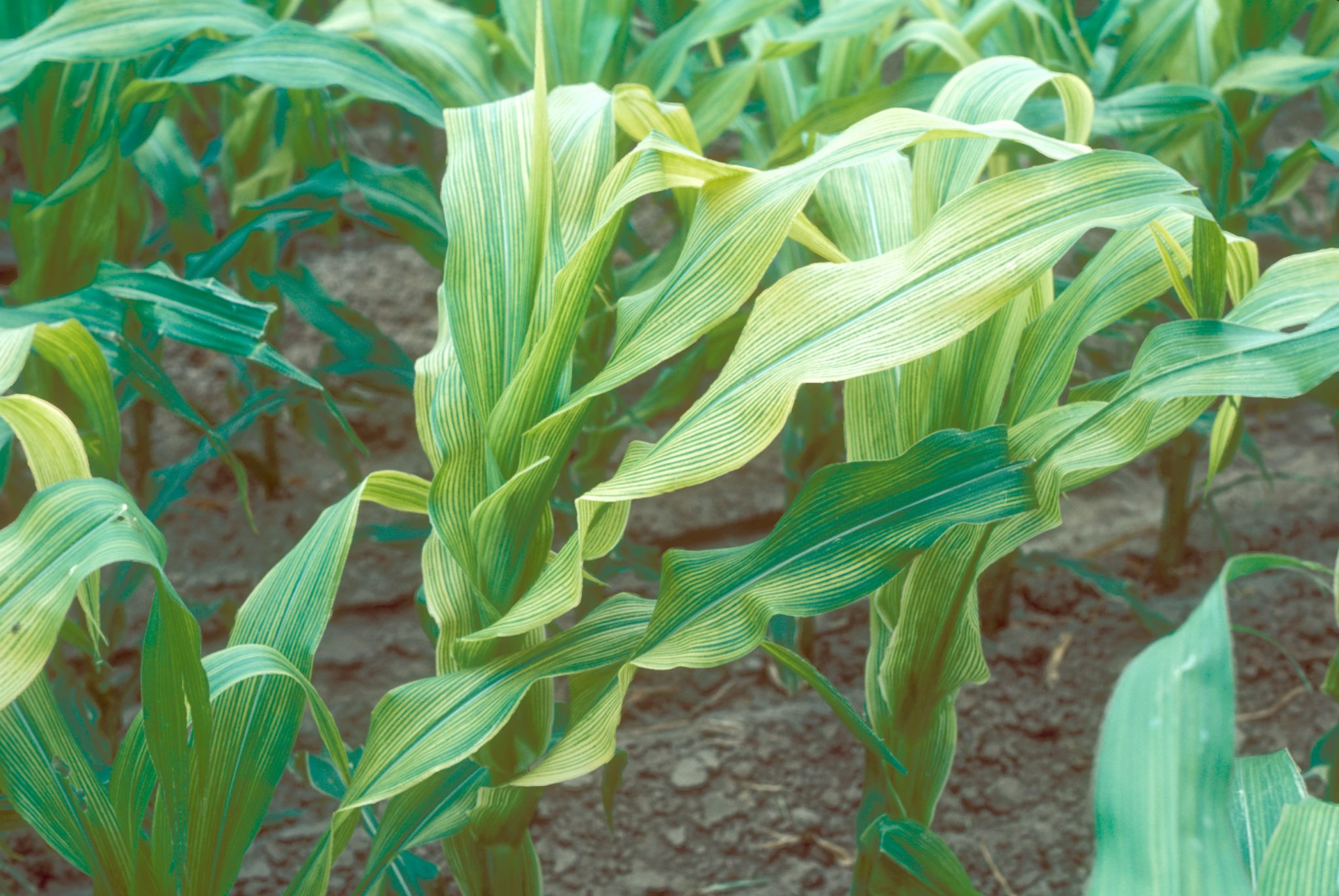 Need Iron Fertilizers for Green Leaves? | ICL