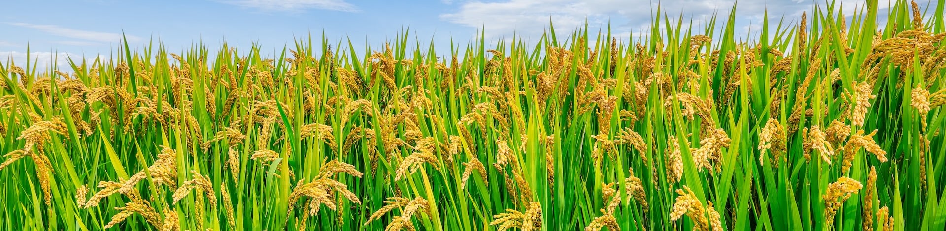 The Role of Silicon in Paddy Rice Cultivation | ICL