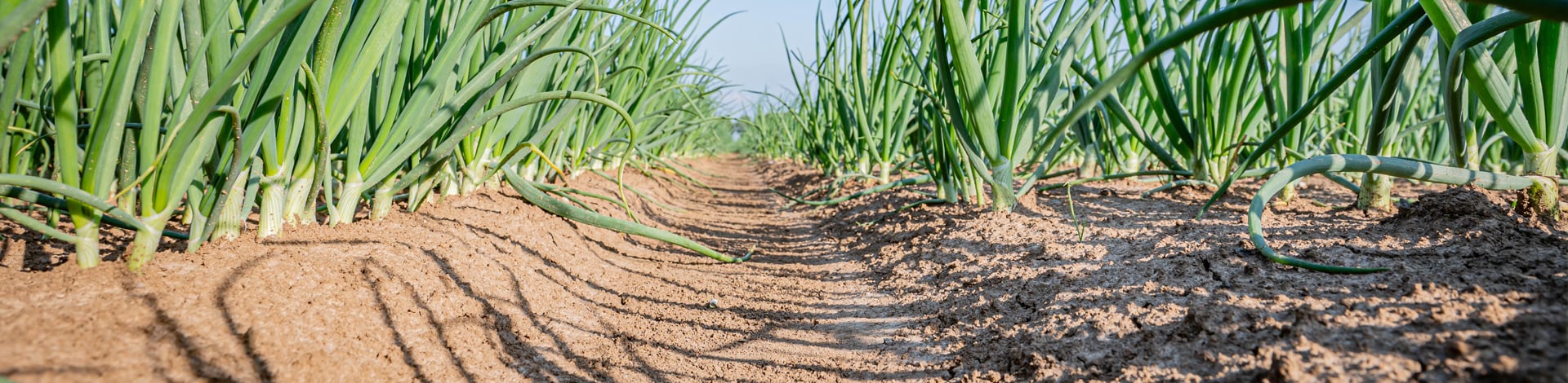 Understanding Soil Chemistry and Secondary Nutrient Management | ICL