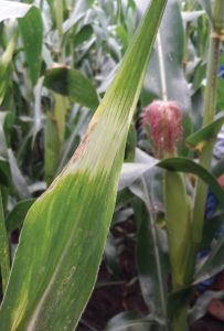 Need Copper Fertilizers for Enzyme Activity? | ICL