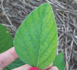 Need Copper Fertilizers for Enzyme Activity? | ICL