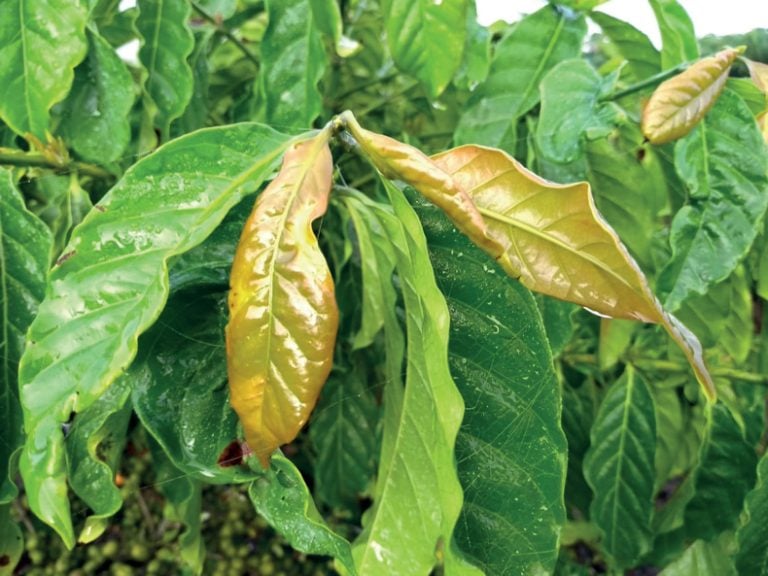 Need Copper Fertilizers for Enzyme Activity? | ICL