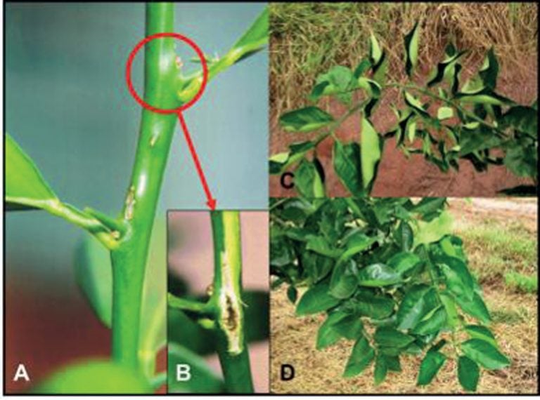 Need Copper Fertilizers for Enzyme Activity? | ICL