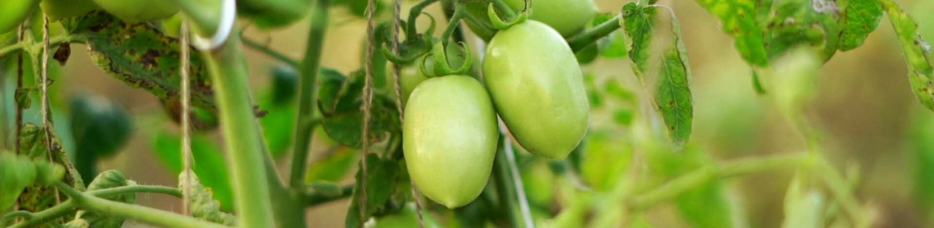 Why I Use Nova CalPhos on my Tomato Crop | ICL