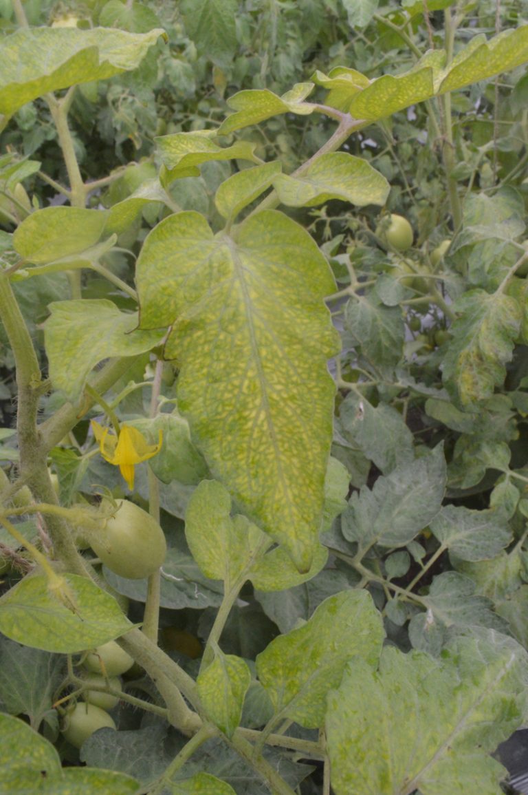 Need Manganese Fertilizers for Photosynthesis? | ICL