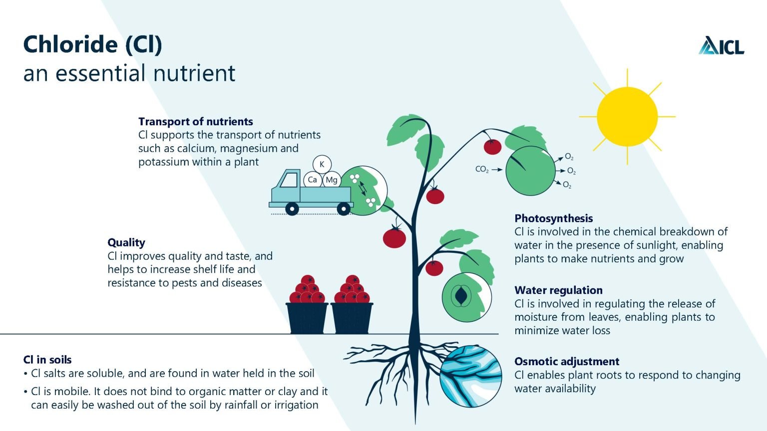 Need Chloride Fertilizers for Water Balance? | ICL