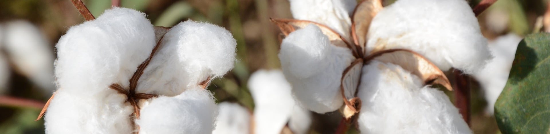 Growing Cotton - Fertilizers for Cotton | ICL