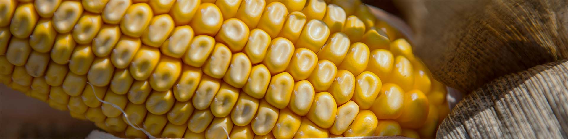 Boost Nitrogen Efficiency in Maize and Wheat with Bioz Nephrite | ICL