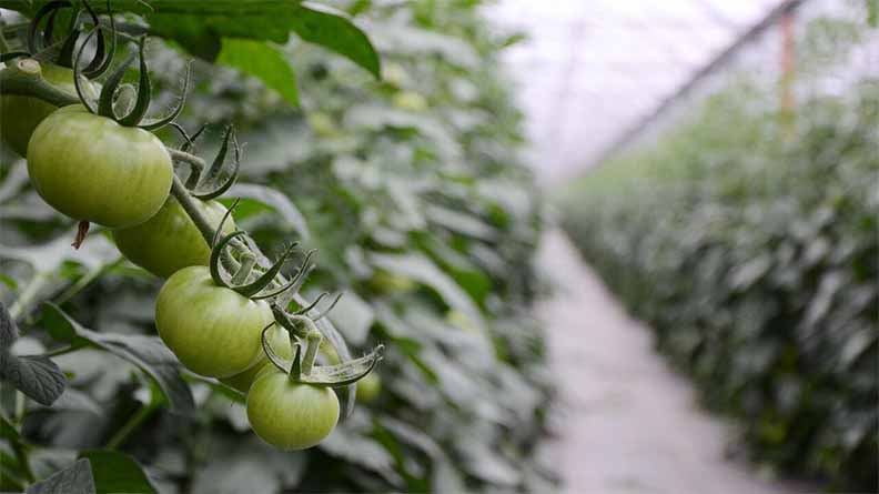 Using Fertigation to Reduce Agriculture’s Carbon Footprint | ICL