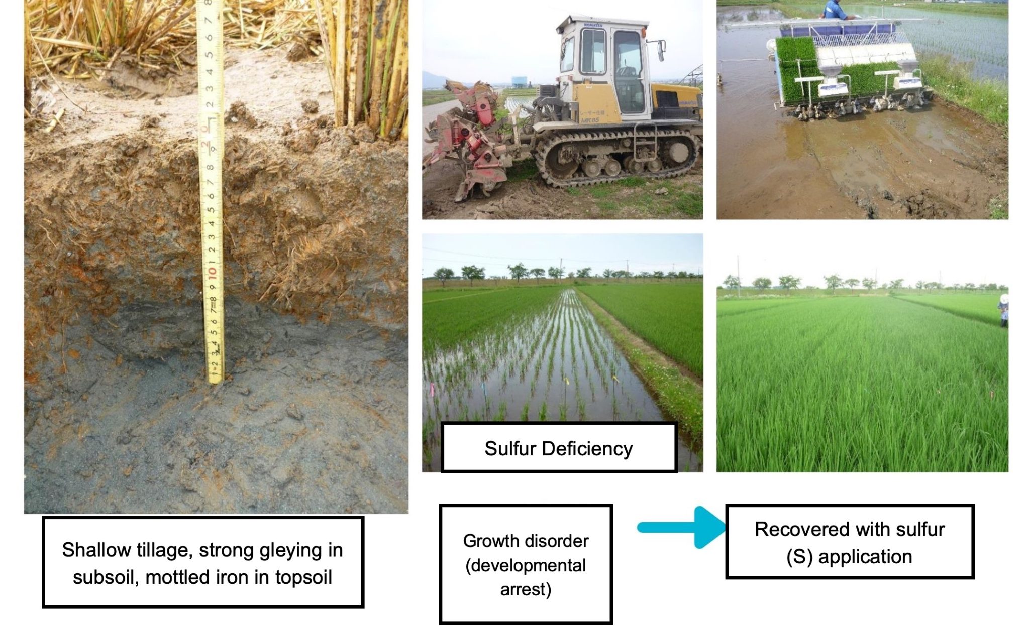 The Role of Sulfur in Paddy Rice Cultivation | ICL