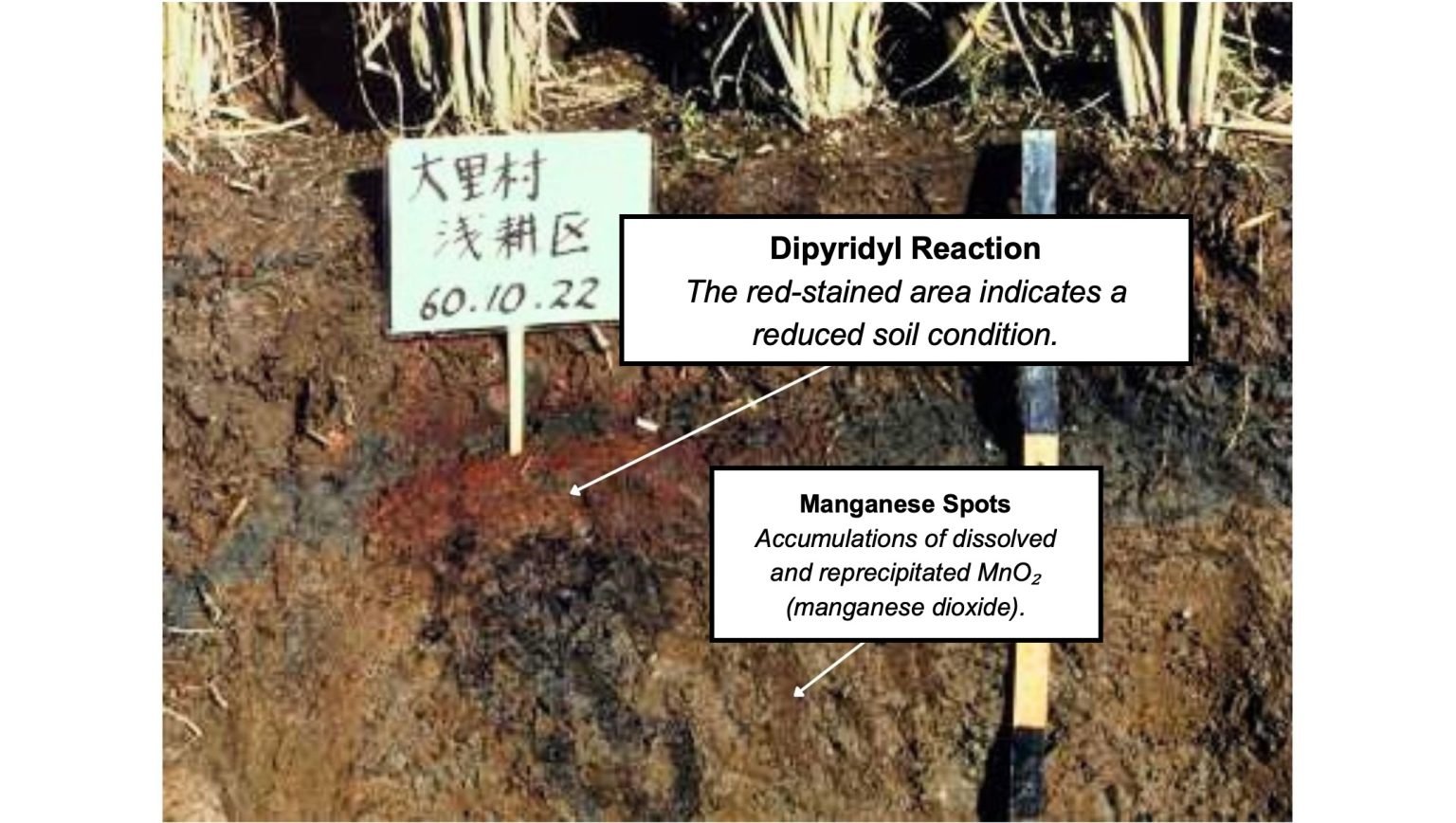 The Role of Micronutrients in Paddy Rice Cultivation | ICL