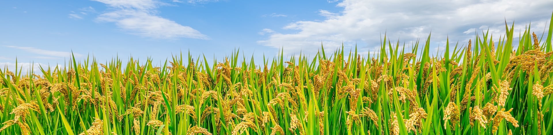 Supplement to Crop Nutrient Advice on Rice | ICL