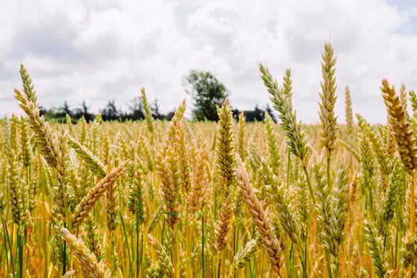 Cereal Crops | ICL