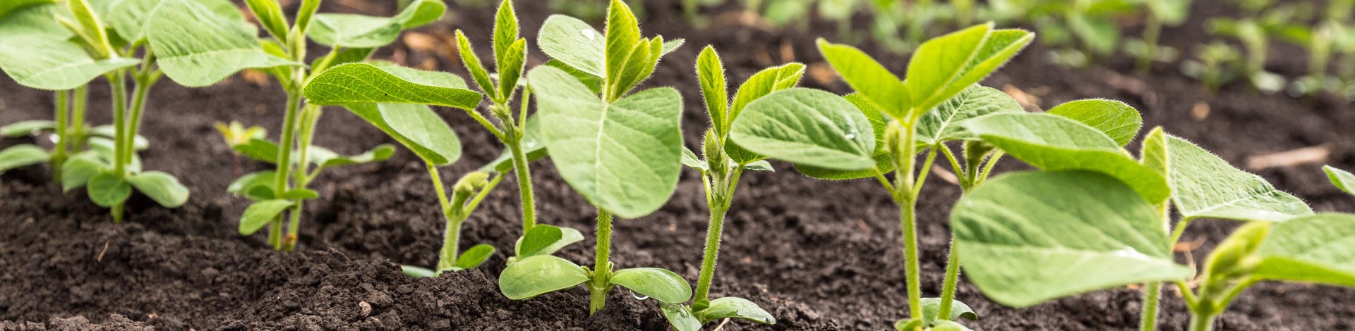 Soybean Trial Success in China with ICL’s BIOZ® Topaz and BIOZ® Nephrite | ICL