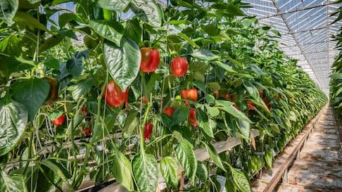 Pepper Crop: Complete Nutrition & Fertigation Guide | ICL