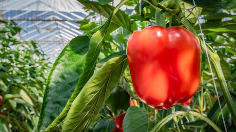 Pepper Crop: Complete Nutrition & Fertigation Guide | ICL