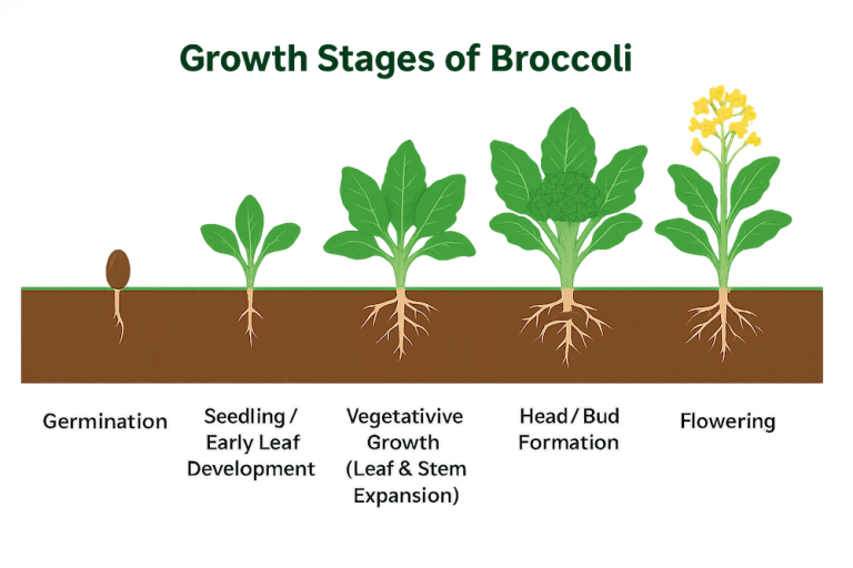 Broccoli Crop: Complete Nutrition & Fertigation Guide | ICL