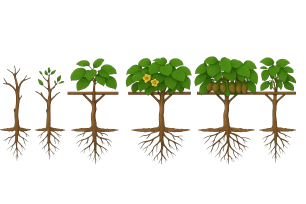 Kiwi Crop: Complete Nutrition & Fertigation Guide | ICL