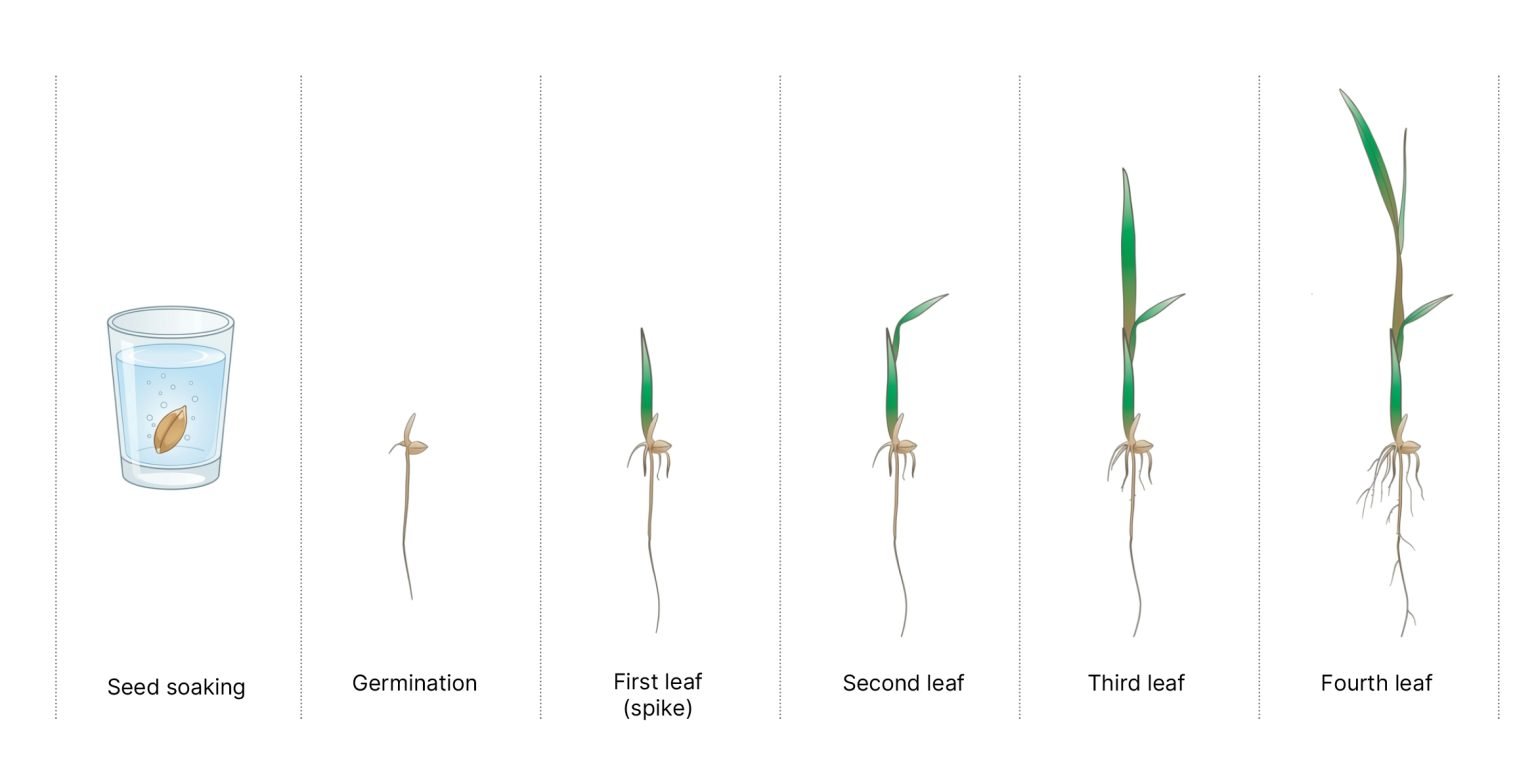 Seed and Seedling Phase of Paddy Rice | ICL
