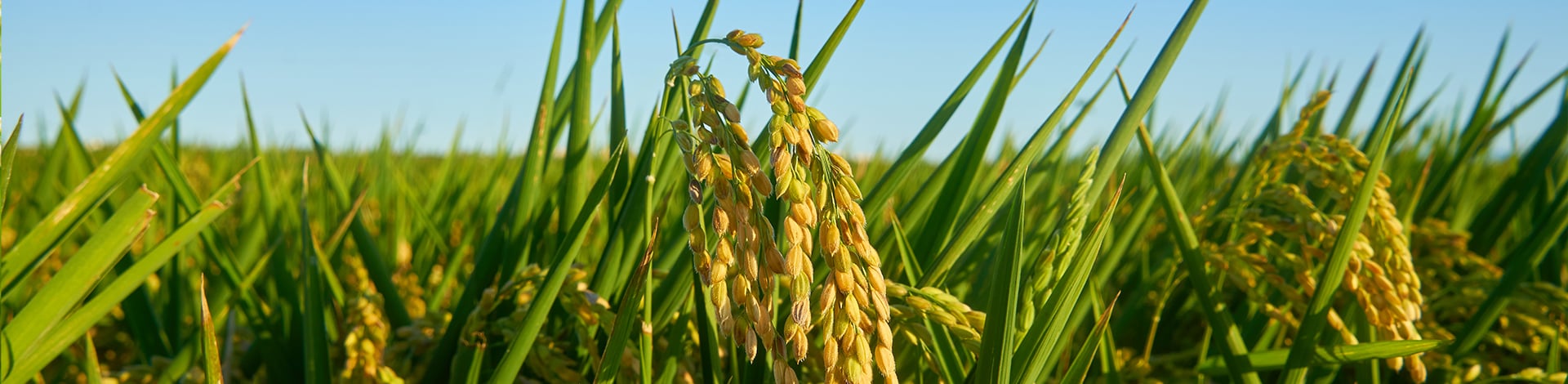 Heading, Flowering, and Grain Filling in Paddy Rice | ICL