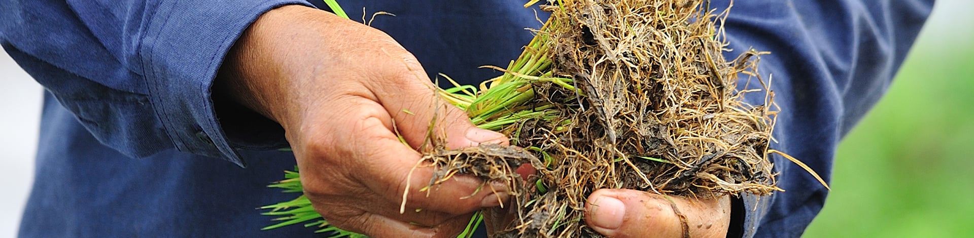 Root Physiology and Function in Paddy Rice | ICL