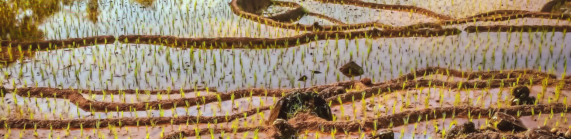 Understanding Rice Yield Formation and High-Yield Cultivation | ICL