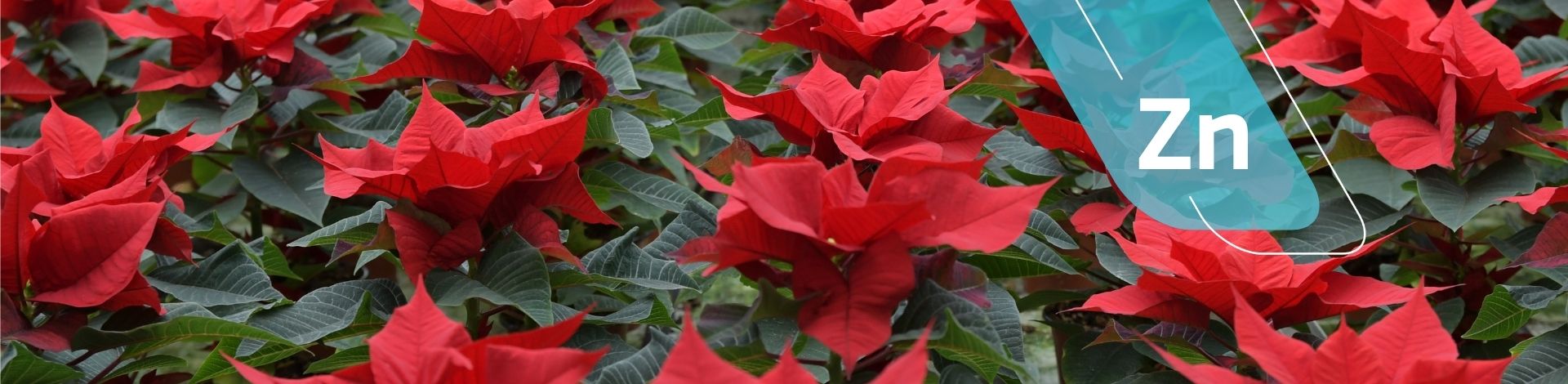 Zinc Deficiency in Ornamental Plants: Symptoms and Treatment | ICL