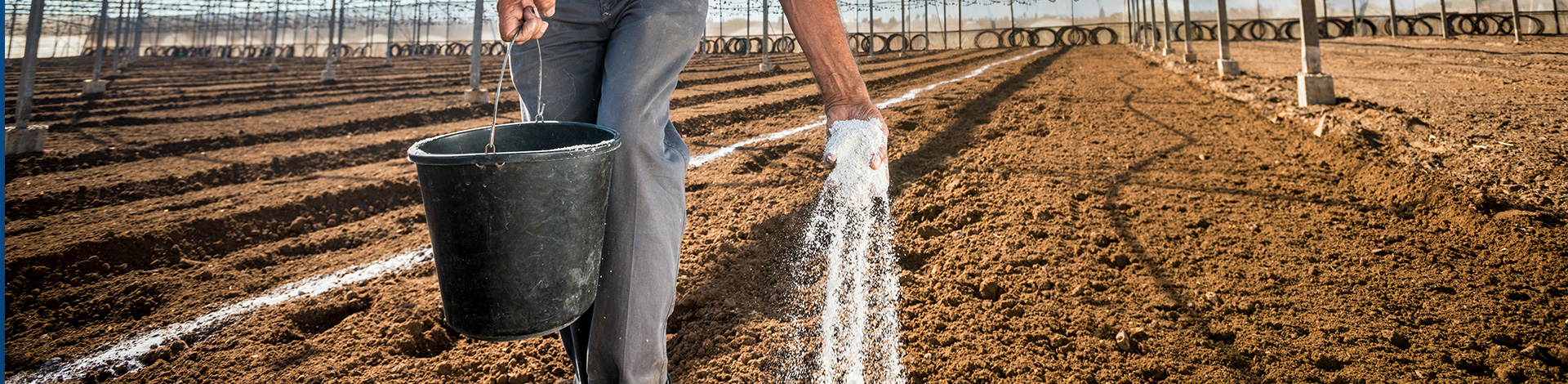 TSP vs SSP: Benefits, Agronomic Value, and Market Advantages | ICL