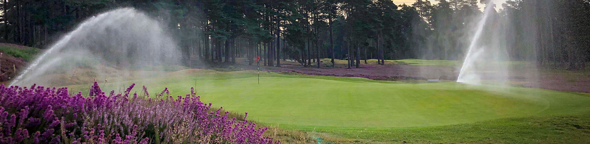 Dry Patch In Fine Turf | ICL UK