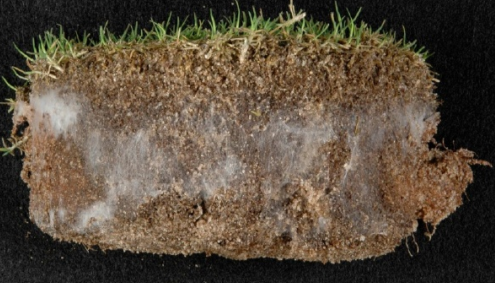 Dry Patch In Fine Turf | ICL UK