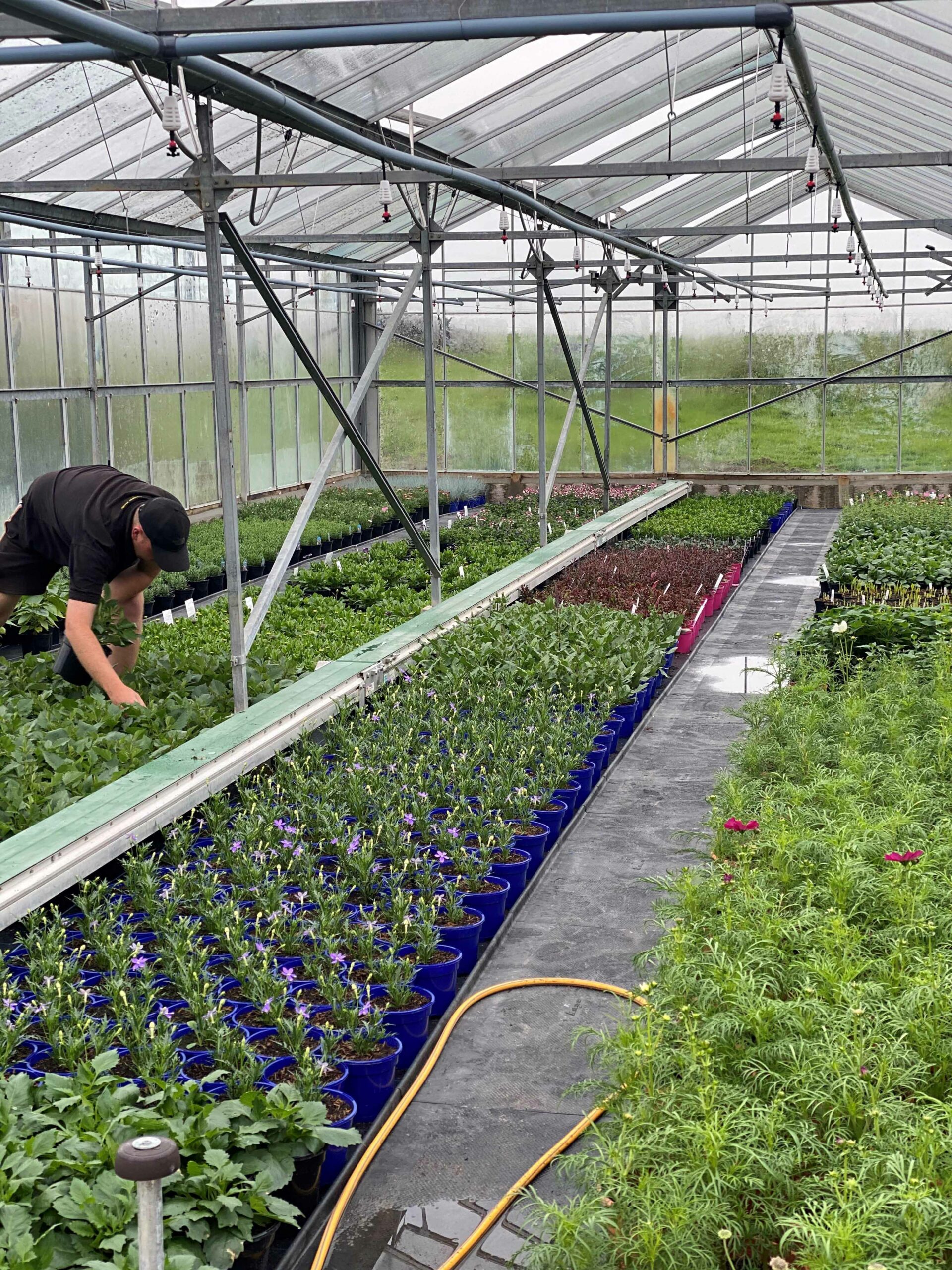 Levington has proved a good investment | Harringe Plants | ICL UK