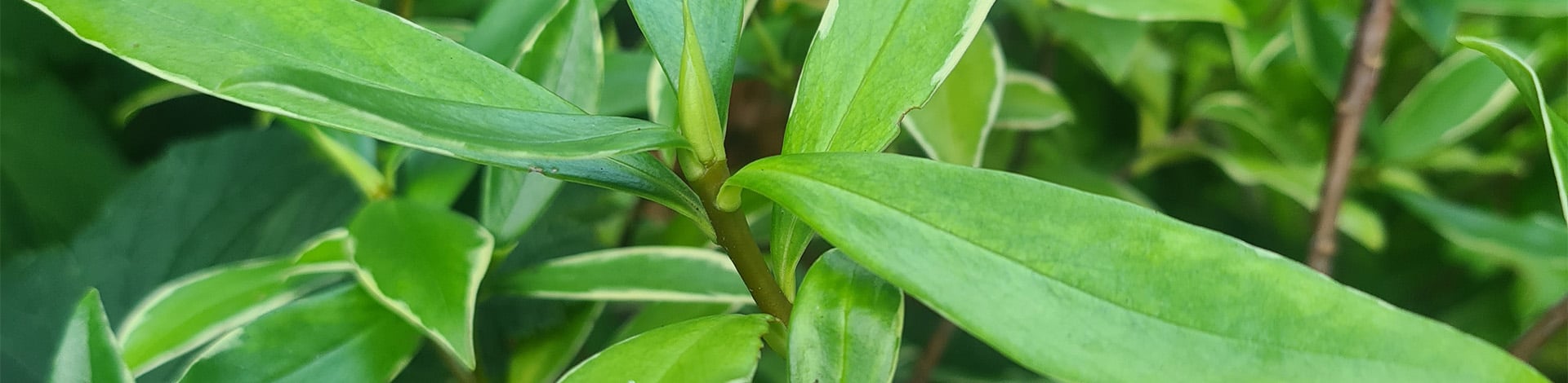Reducing Chemical Dependency in Daphne Production | Osberton Nurseries ...