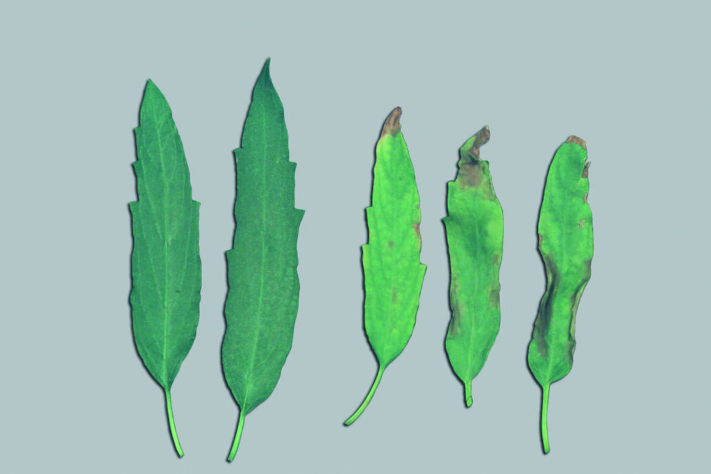 What is a Potassium Deficiency in plants? | ICL UK