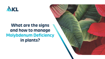 What is a Molybdenum Deficiency in plants? | ICL UK