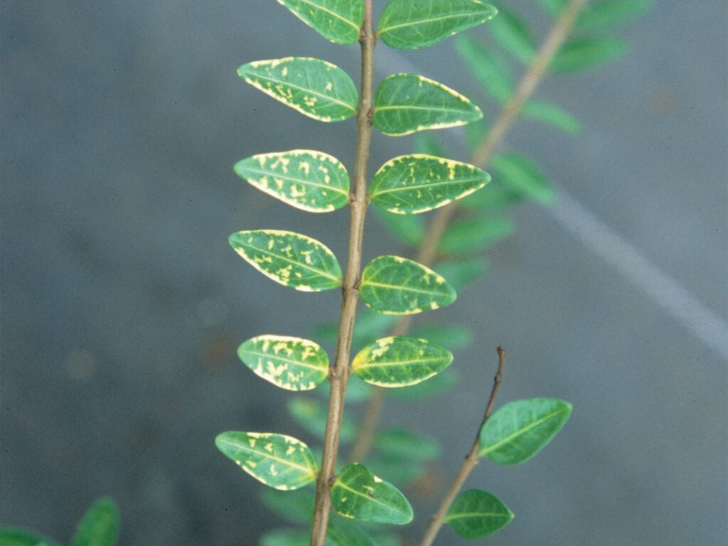 What is a Boron Deficiency in plants? | ICL UK