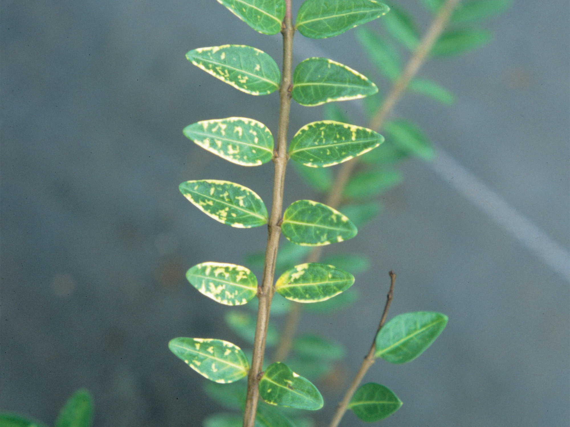 What is a Boron Deficiency in plants? | ICL UK