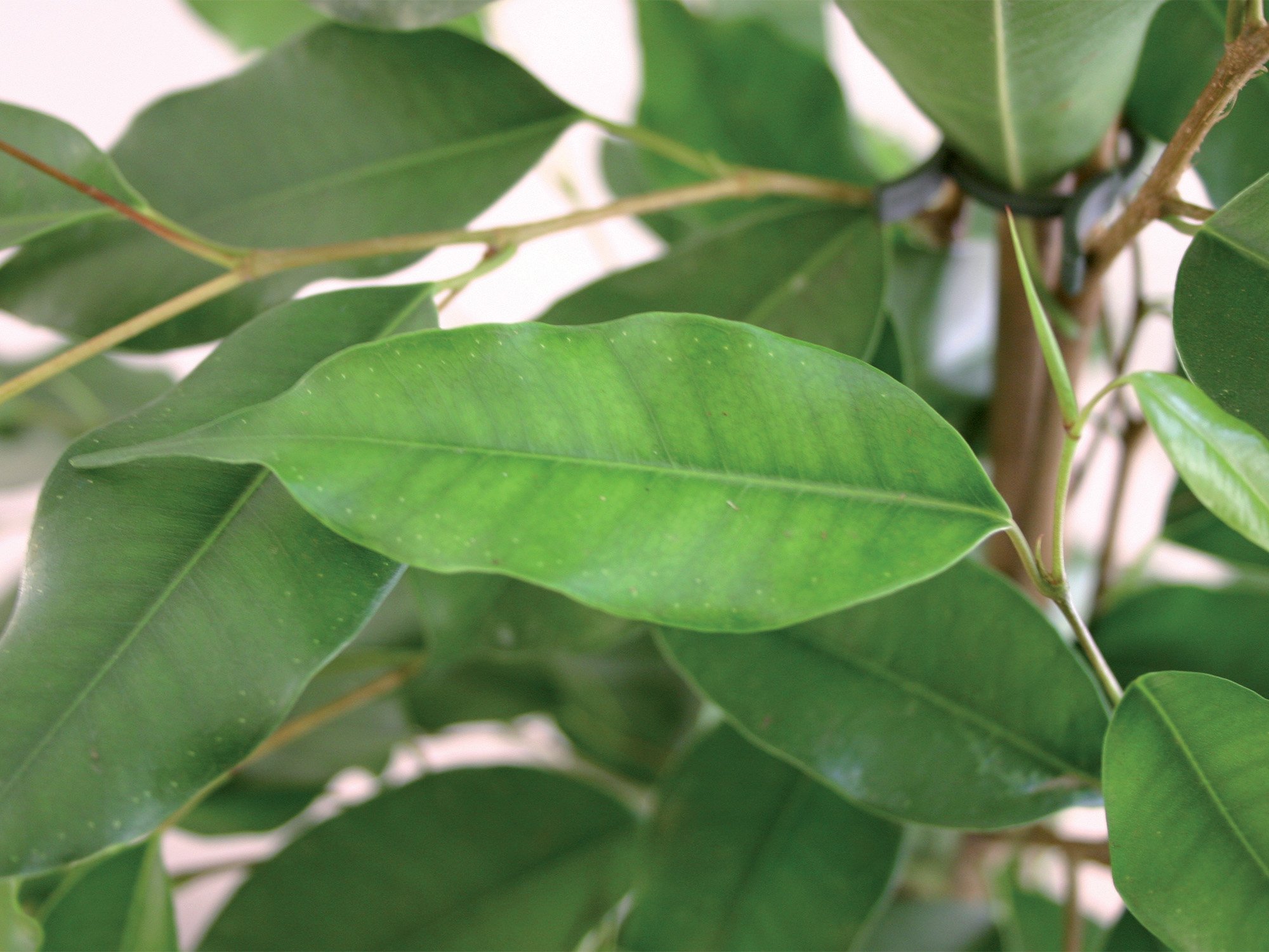 What is a Magnesium Deficiency in plants? | ICL UK