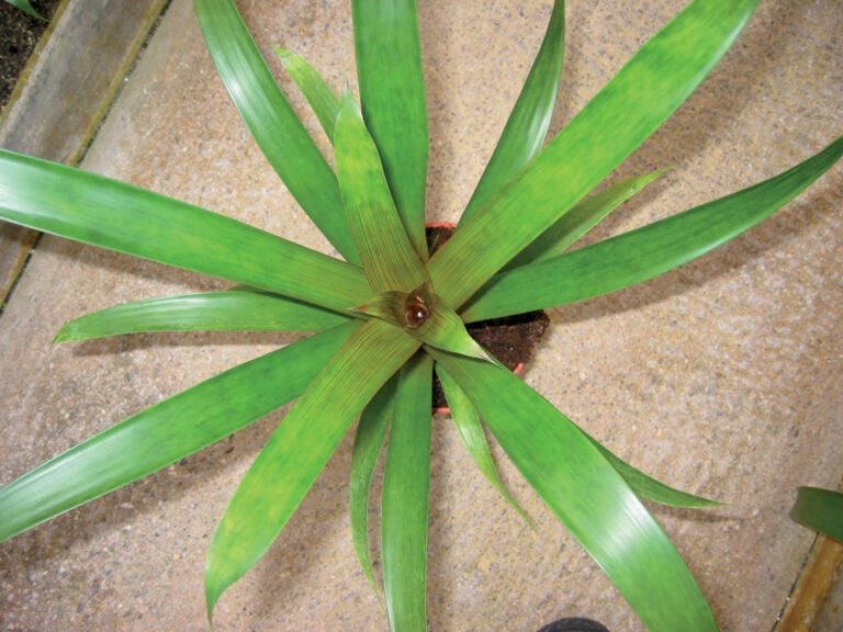 What is a Magnesium Deficiency in plants? | ICL UK